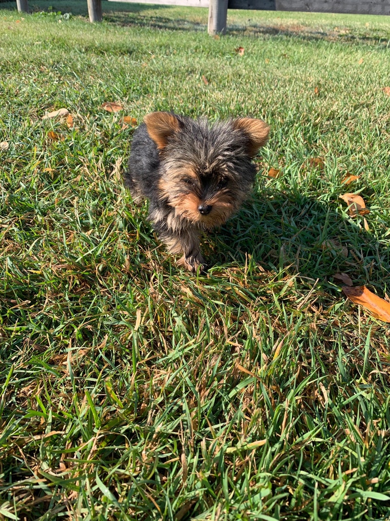 Doll face Yorkies (Yorkshire Terrier) | Dogs & Puppies for Rehoming ...