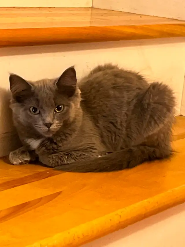 Chaton Gris fourrure dense (calme) | Cats & Kittens for Rehoming | City ...