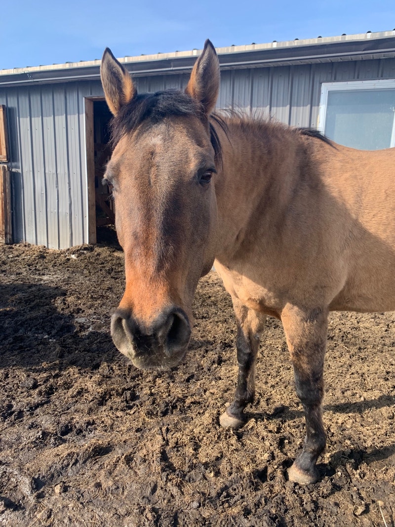 Line back Dunn mare | Horses & Ponies for Rehoming | Calgary | Kijiji