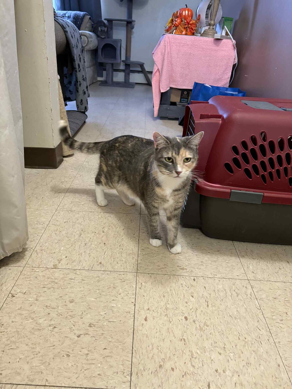 female 5 year old cat to rehome | Cats & Kittens for Rehoming | City of Halifax | Free local ...