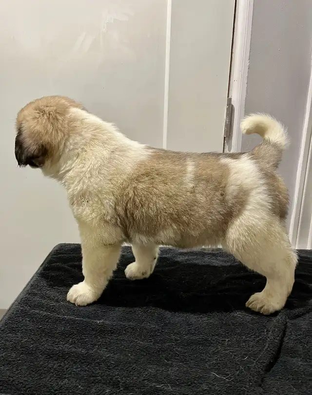Purebred UKC Central Asian Shepherd puppies- 778-913-7940 | Dogs ...