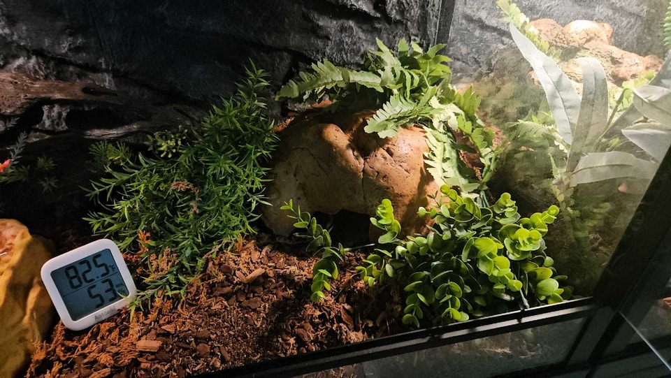 Ball python enclouser full set up | Reptiles & Amphibians for Rehoming ...