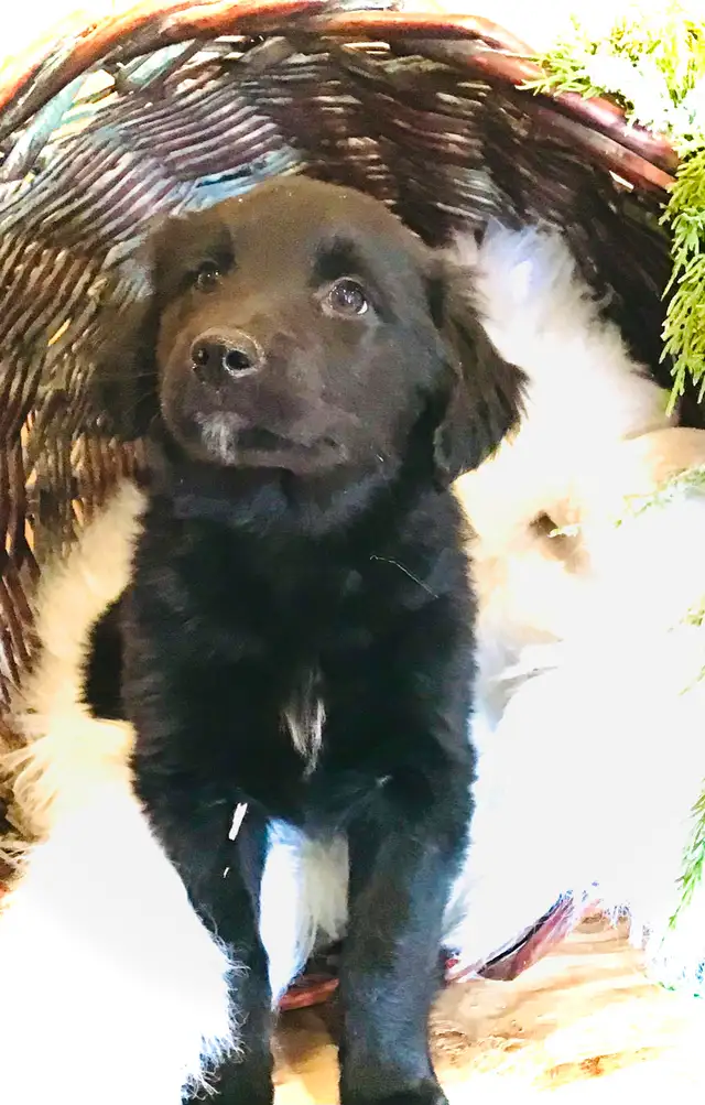 Border collie x puppies! | Dogs & Puppies for Rehoming | Hamilton ...