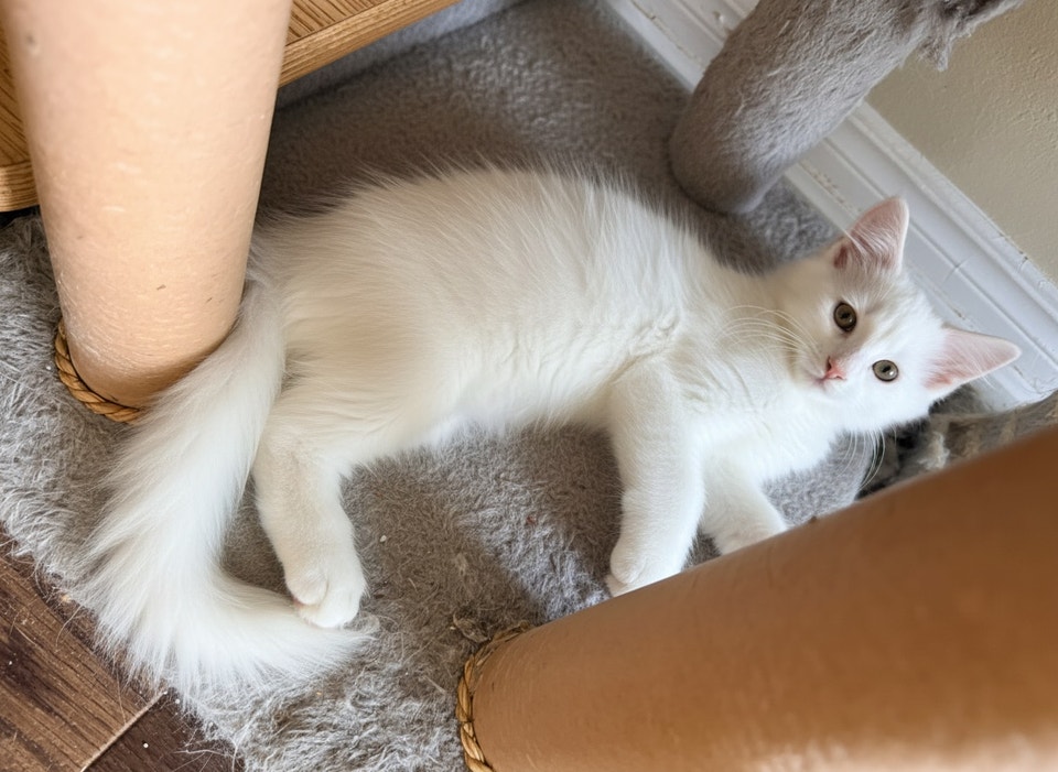 Male White Ragdoll x Turkish Angora Kitten | Cats & Kittens for ...
