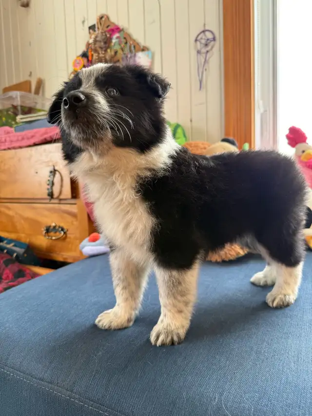 Chiot 3/4 Samoyède 1/4 Border Collie Puppy | Dogs & Puppies for ...