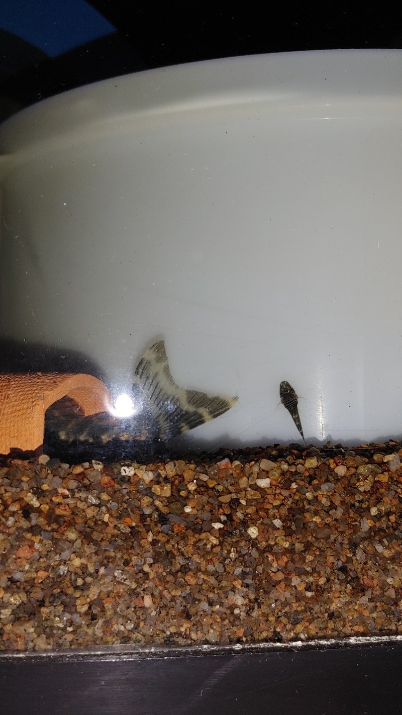 Some Fresh Water Fish For Aquarium Fish Tank For Sale | Accessories ...