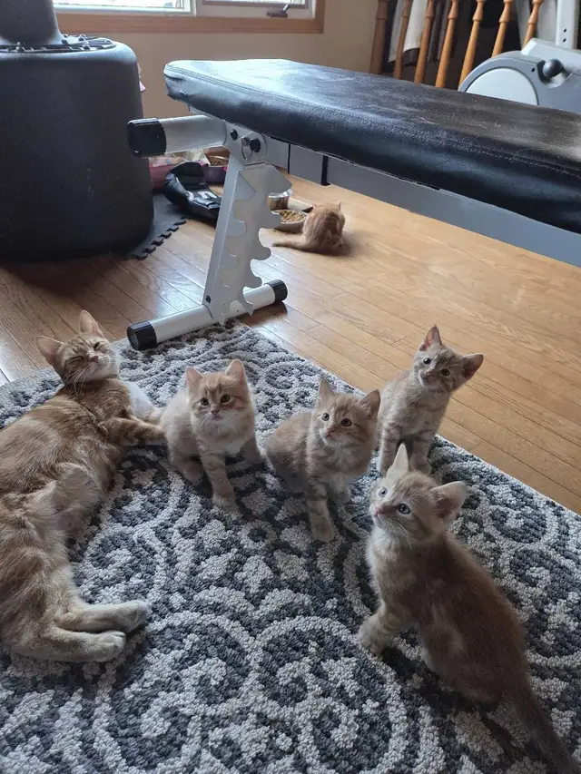 Free kittens to a good home! | Cats & Kittens for Rehoming | Red Deer ...