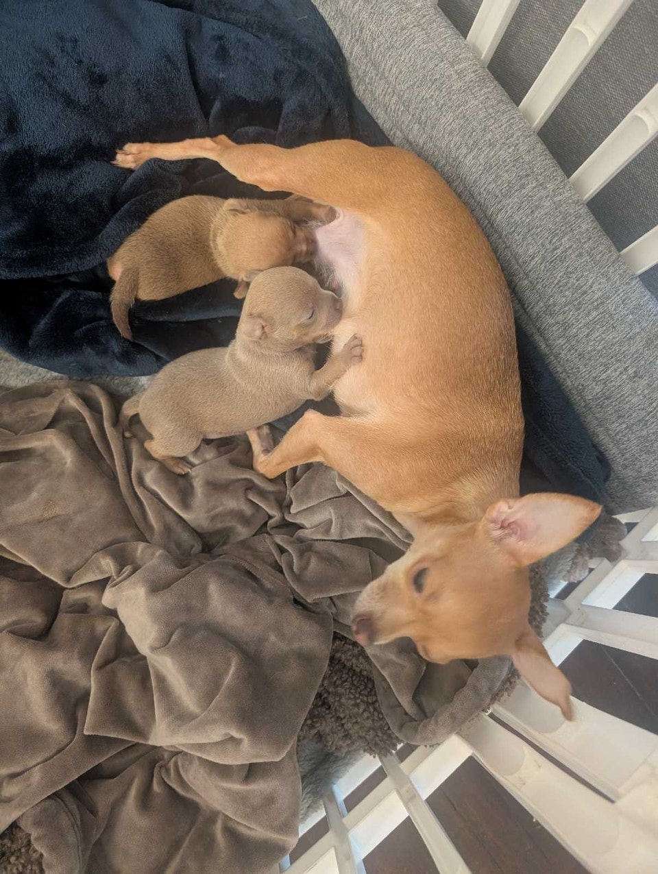 Purebred Chihuahua Puppies | Ready July 19 | Dogs & Puppies for ...