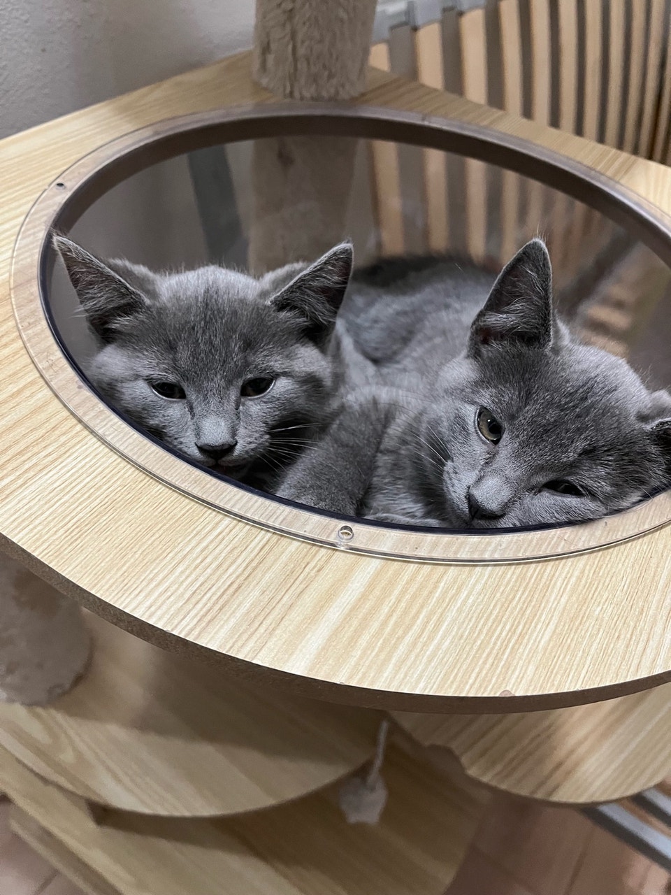 4 chaton gris à vendre! | Cats & Kittens for Rehoming | City of Montréal | Free local ...