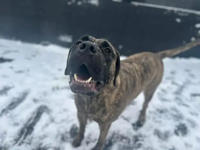 3 y/o Bullmastiff dogs | Dogs & Puppies for Rehoming | Edmonton | Free ...