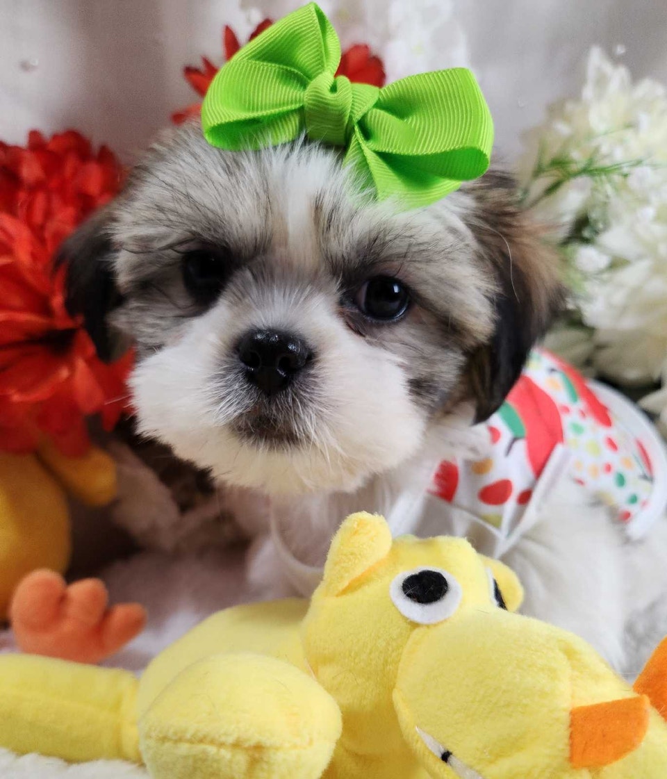 ️PURE SHIH TZU PUPPIES PRICE DROP ️ | Dogs & Puppies for Rehoming ...