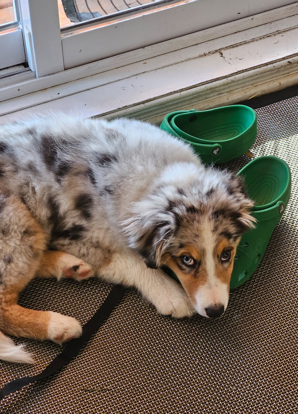 Berger Australien 4 mois | Dogs & Puppies for Rehoming | Laval / North ...