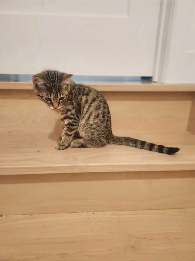 Chaton male moitié bengal 3 mois | Cats & Kittens for Rehoming | Granby ...