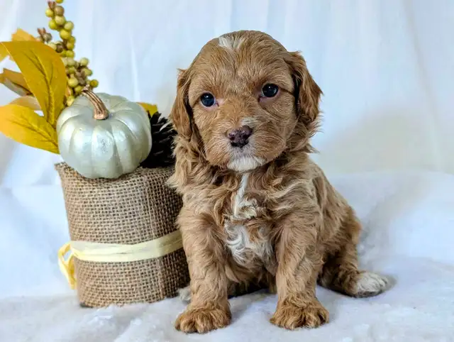 F1B Cavapoo puppies ( HEALTH TESTED PARENTS !) | Dogs & Puppies for ...
