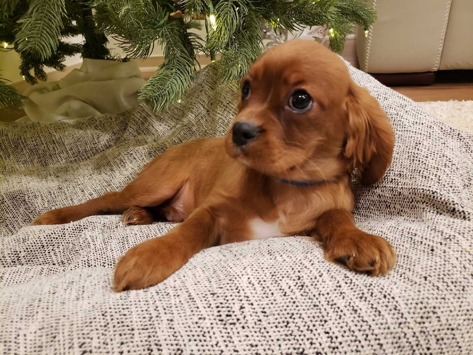 Cavalier King Charles Puppy! | Dogs & Puppies for Rehoming | Winnipeg ...