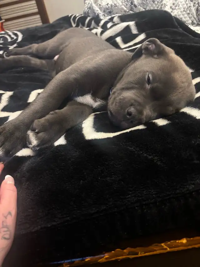 puppies cane corso | Dogs & Puppies for Rehoming | Calgary | Free local ...