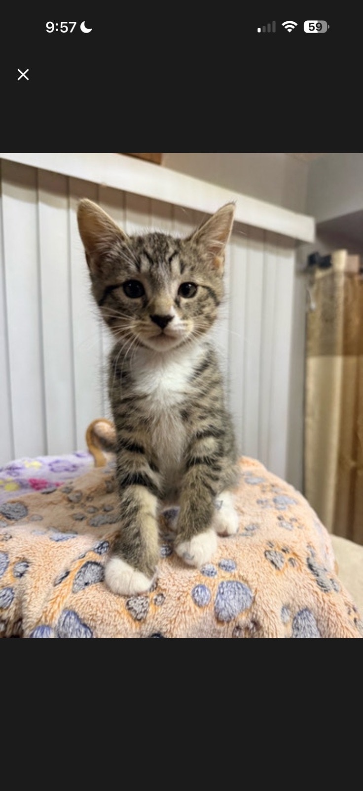 11 week ragdoll American short hair mix | Cats & Kittens for Rehoming ...