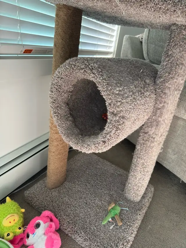 Cat Bella (spayed) | Cats & Kittens for Rehoming | Calgary | Free local ...