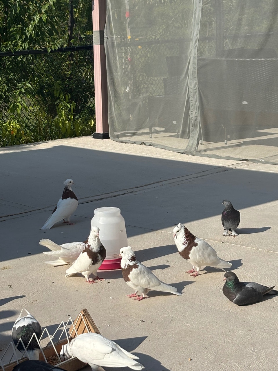 iranian pigeons good flyer togi | Birds for Rehoming | City of Toronto ...