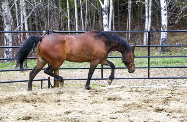 2019 Azteca (Andalusian x QH) Mare | Horses & Ponies for Rehoming | Kelowna | Free local ...