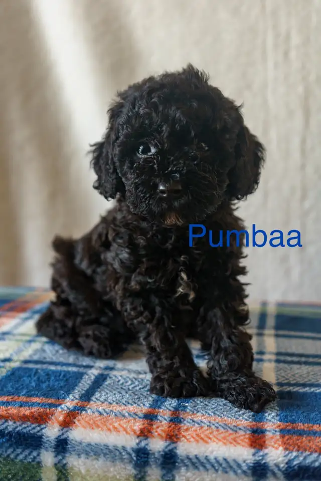Mini Labradoodle Puppies - 2 Picks Available! | Dogs & Puppies for ...
