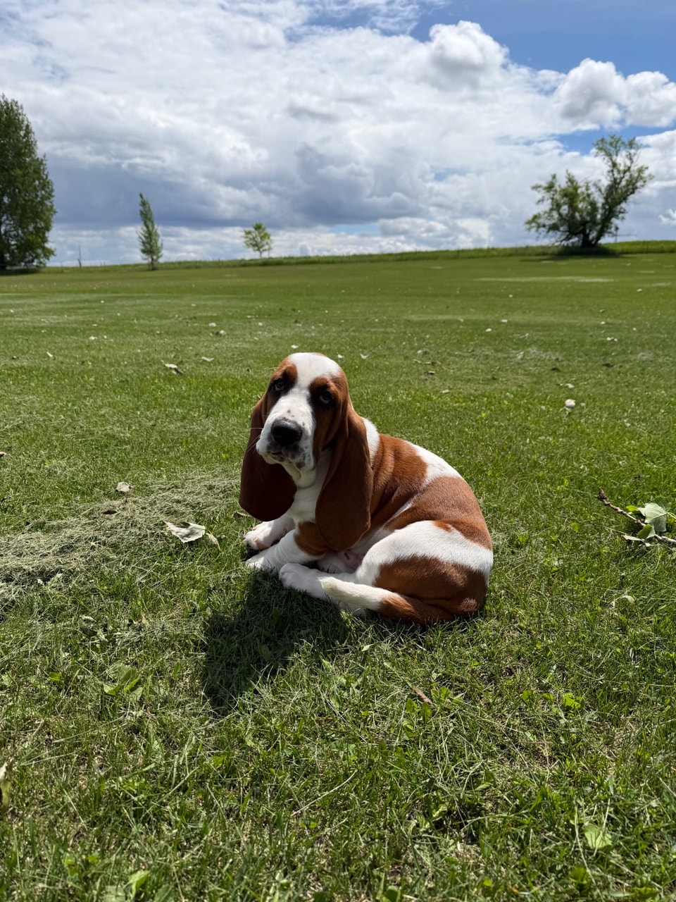 Basset Puppy | Dogs & Puppies for Rehoming | Brandon | Free local ...