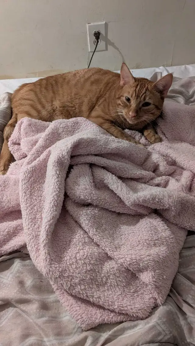 giving away cats Miley , Garfield and Cyrus for free | Cats & Kittens ...