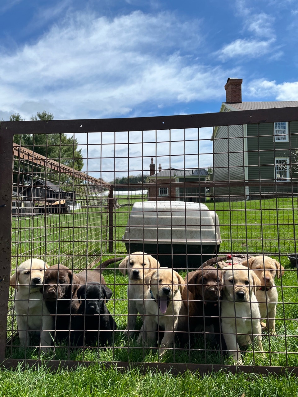 Purebred Labrador Retrievers SPRING 2026 | Dogs & Puppies for Rehoming ...
