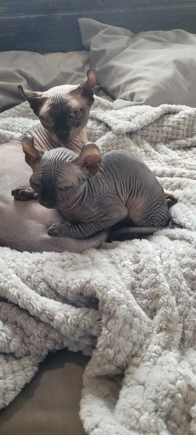 Femelle elf dwelf et sphynx regulier | Cats & Kittens for Rehoming ...
