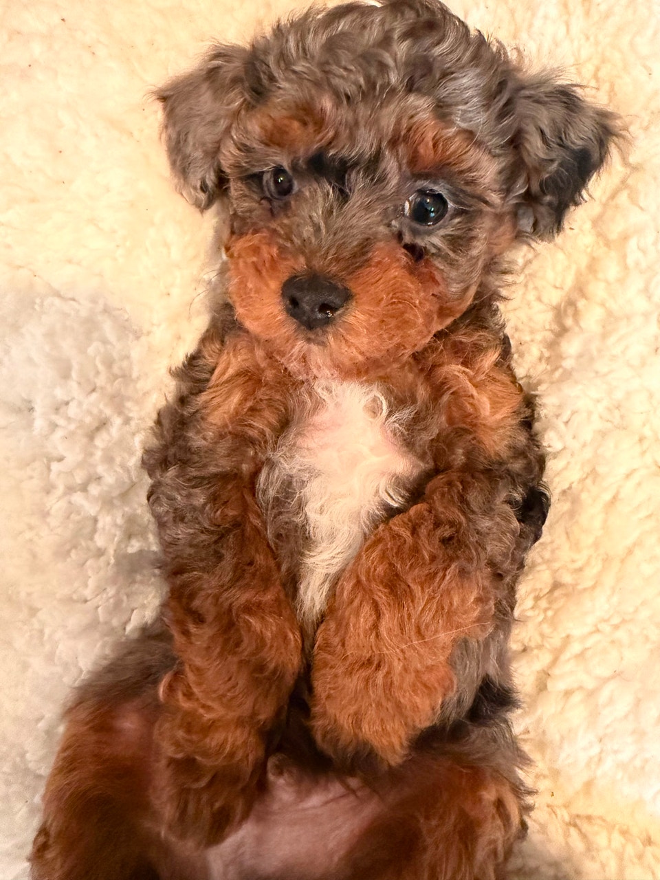 Cavapoo Toy Top Qualité | Dogs & Puppies for Rehoming | Longueuil ...