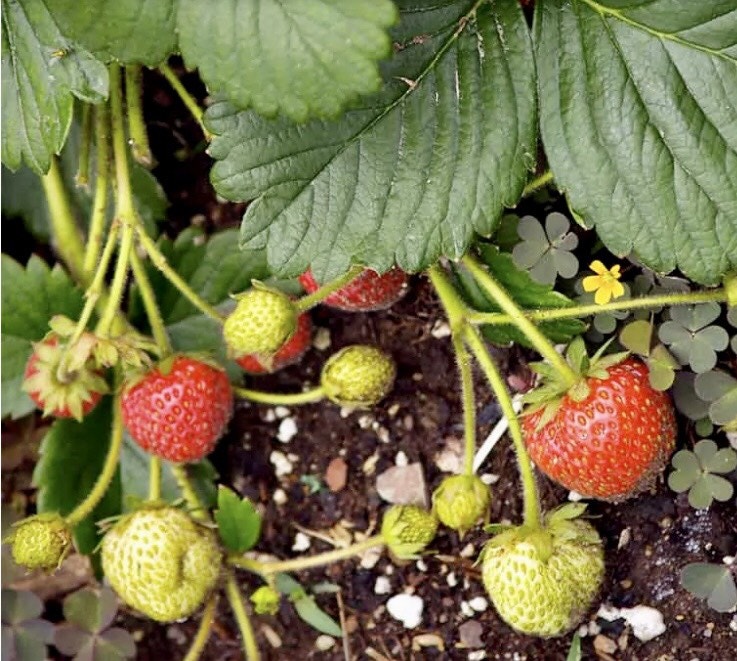 Strawberry Perennial Plants | Plants, Fertilizer & Soil | Hamilton ...