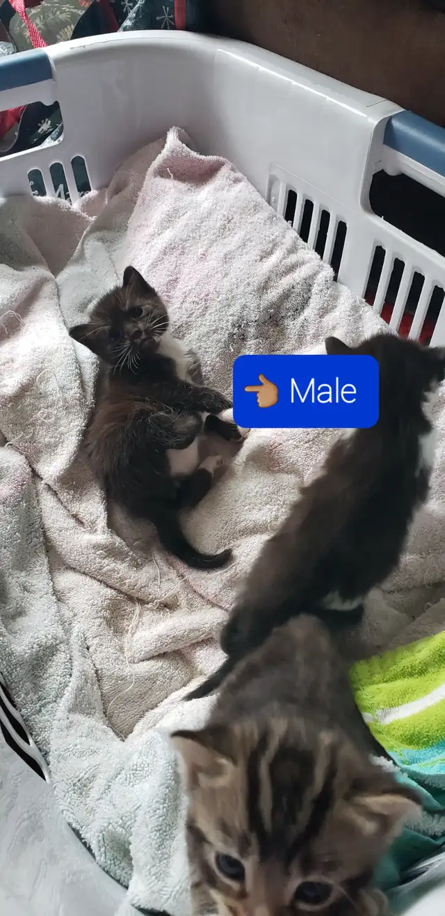 4 month old male kitten for forever home | Cats & Kittens for Rehoming ...