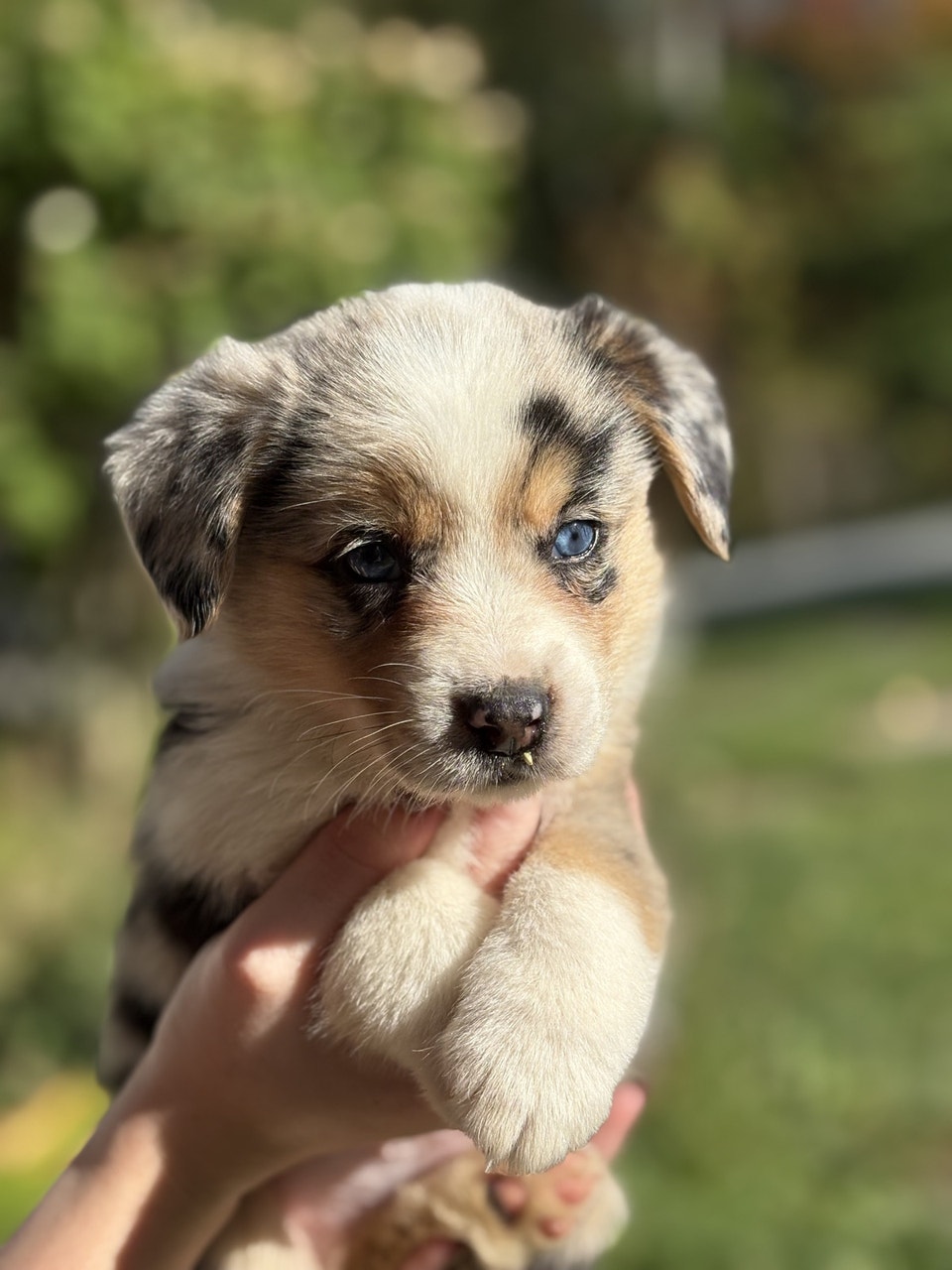 corgi/mini Aussie mix puppies | Dogs & Puppies for Rehoming | Dartmouth ...