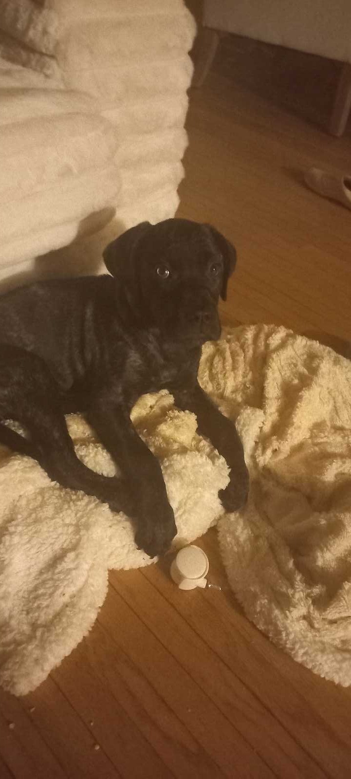 Cane Corso German shepherd mix Persa Canerio puppy 3 mos | Dogs ...