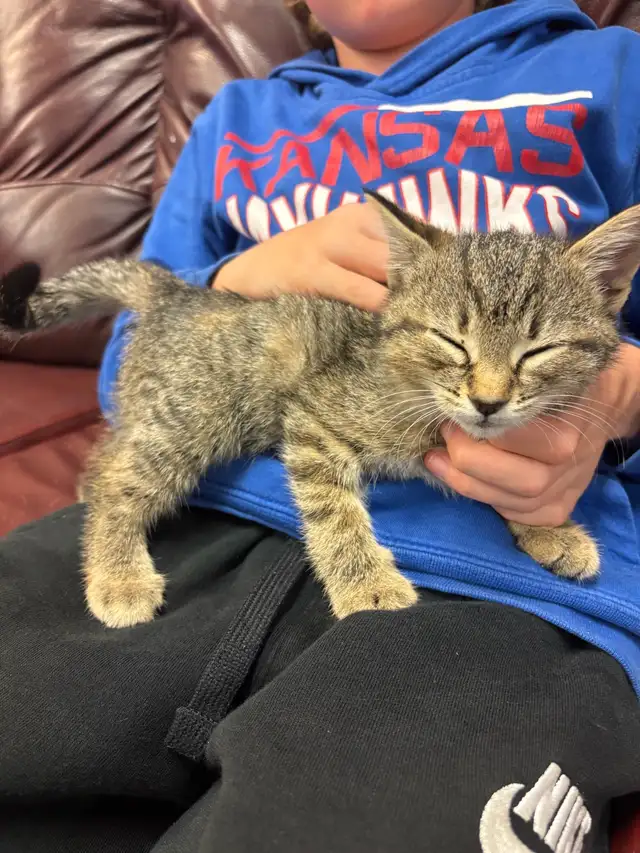 Cute Kittens | Cats & Kittens for Rehoming | Kitchener / Waterloo ...