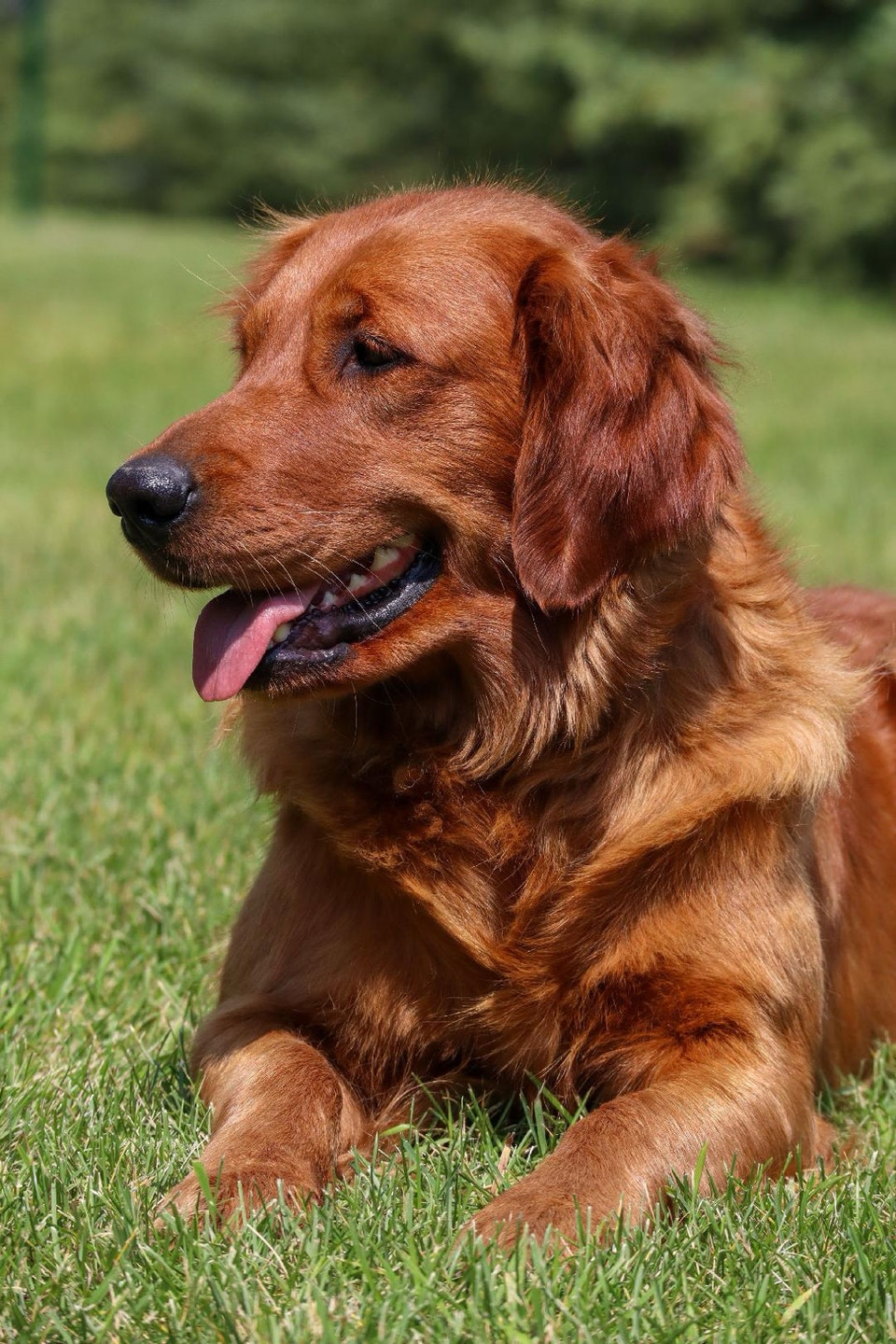 Gorgeous Golden Retriever Puppies | Dogs & Puppies for Rehoming ...