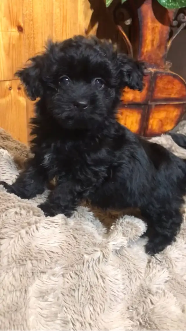 Adorable Shih Poo/ Bichon Pom Puppies | Dogs & Puppies for Rehoming ...