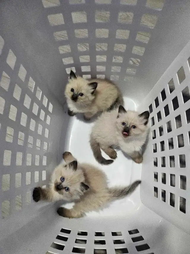 7 purebred ragdoll kittens | Cats & Kittens for Rehoming | Edmonton ...