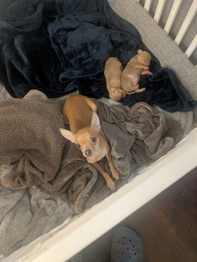 Purebred Chihuahua Puppies | Ready July 19 | Dogs & Puppies for ...