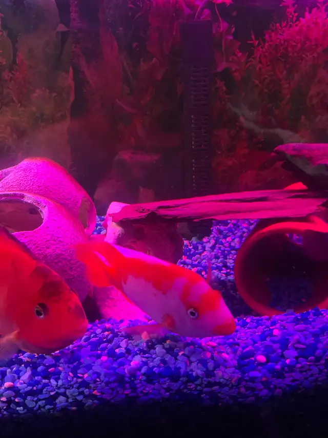 Red Devil for sell | Fish for Rehoming | Mississauga / Peel Region ...