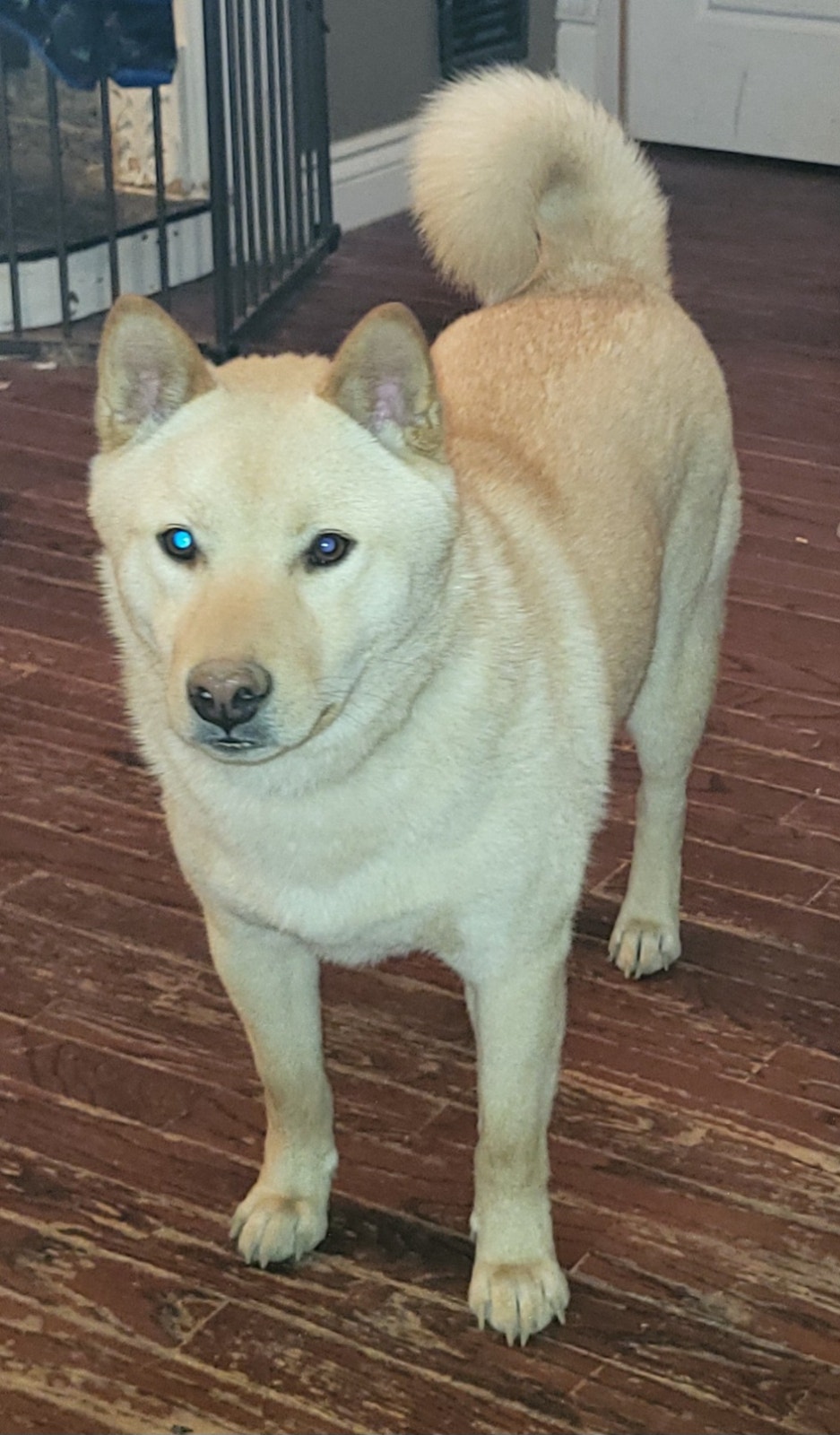 Chien shiba inu, 2ans, pure race, opéré | Dogs & Puppies for Rehoming ...