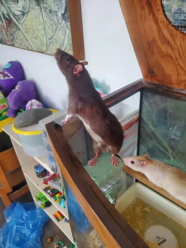 Two male rats with enclosure/accessories. | Small Animals for Rehoming ...