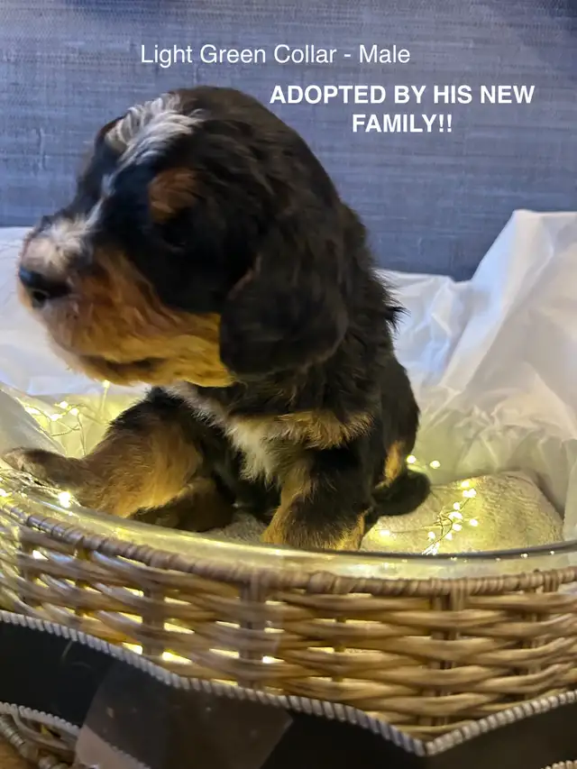 Beautiful F1 Standard Bernedoodles - Going Quickly! | Dogs & Puppies ...