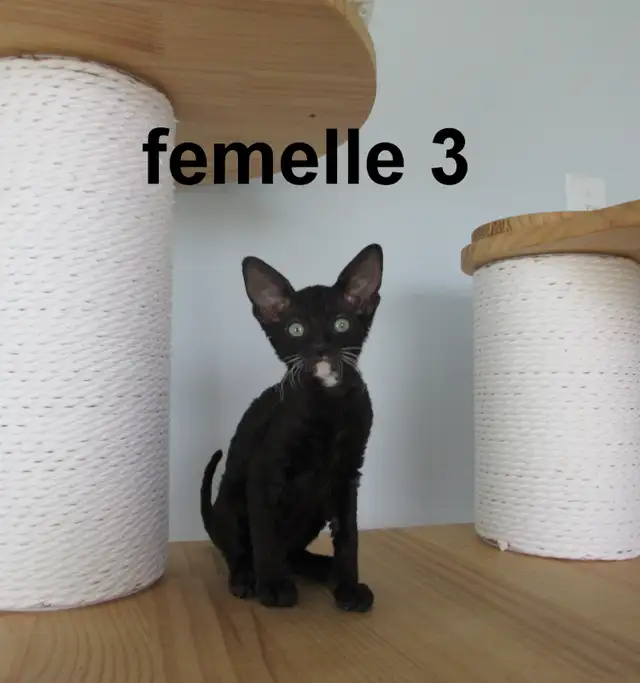 chaton rex cornish prêt a être réservé micropucé vermifugé | Cats ...