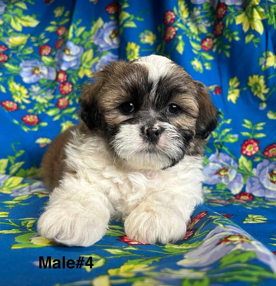 Bichon Shih Tzu Valentine’s Day Puppies – Boy Puppies | Dogs & Puppies ...