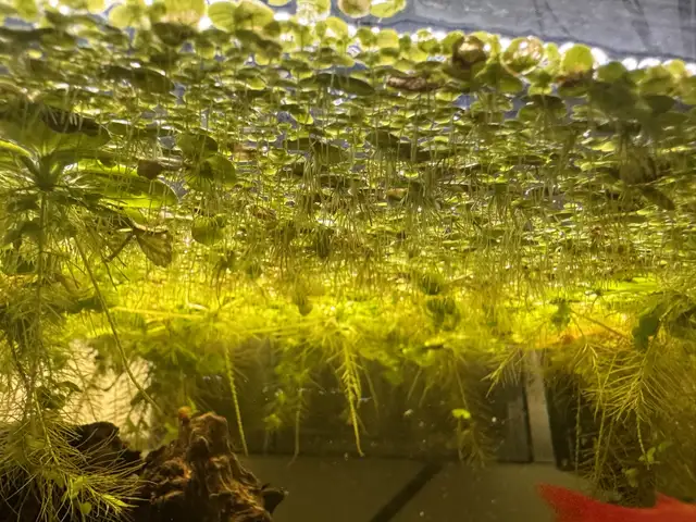 aquarium floating plant | Fish for Rehoming | City of Montréal | Free ...