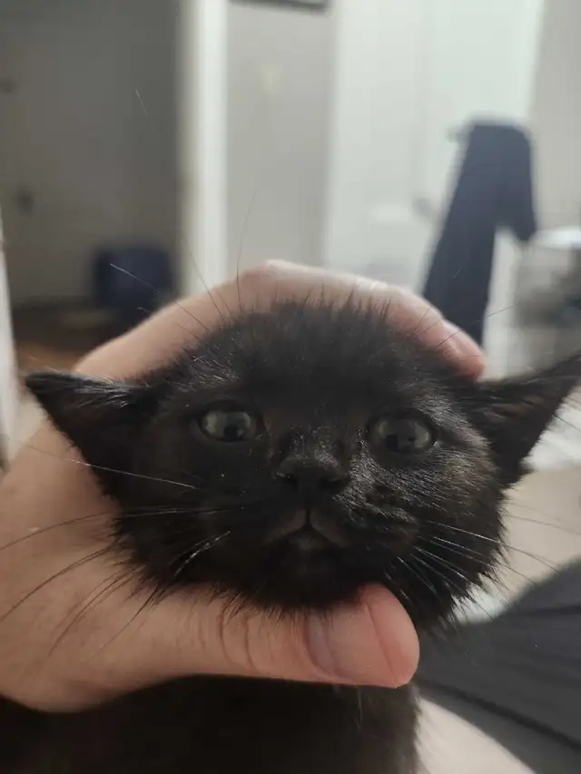 Two very sweet female Ragdoll mix breed kittens | Cats & Kittens for ...