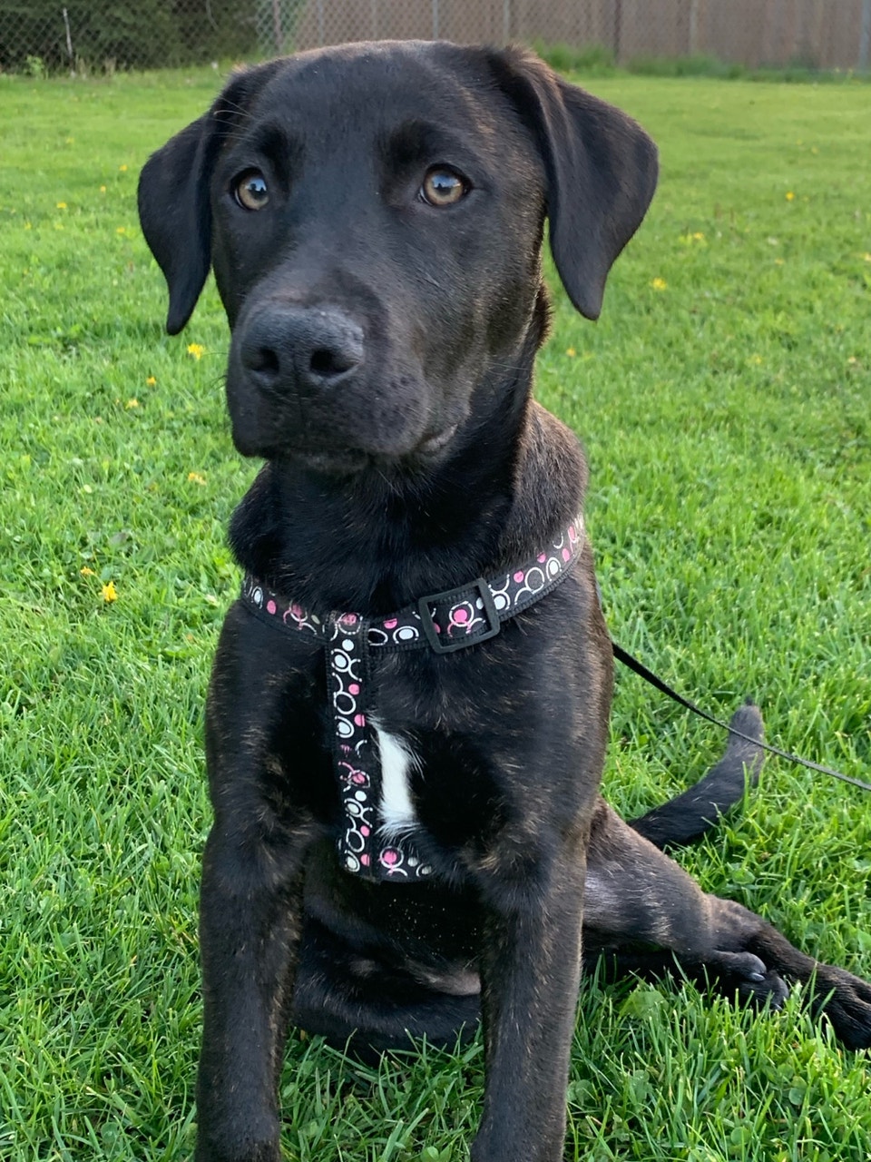cane corso bully mix puppies | Dogs & Puppies for Rehoming | Chatham ...