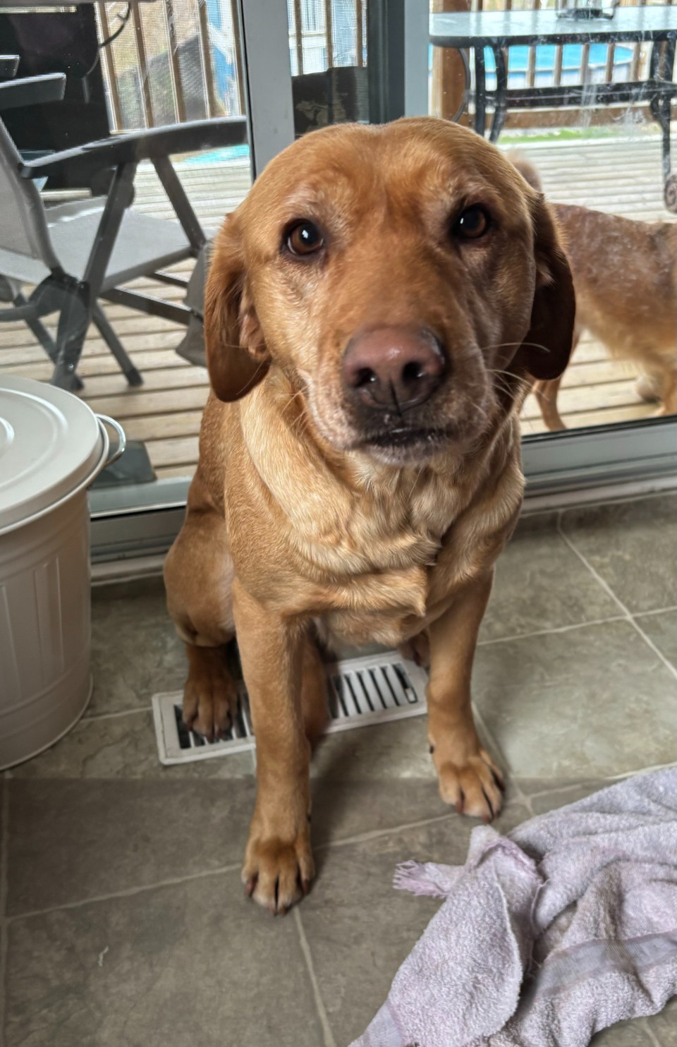 5 Year Old Purebred (female) Lab | Dogs & Puppies for Rehoming ...