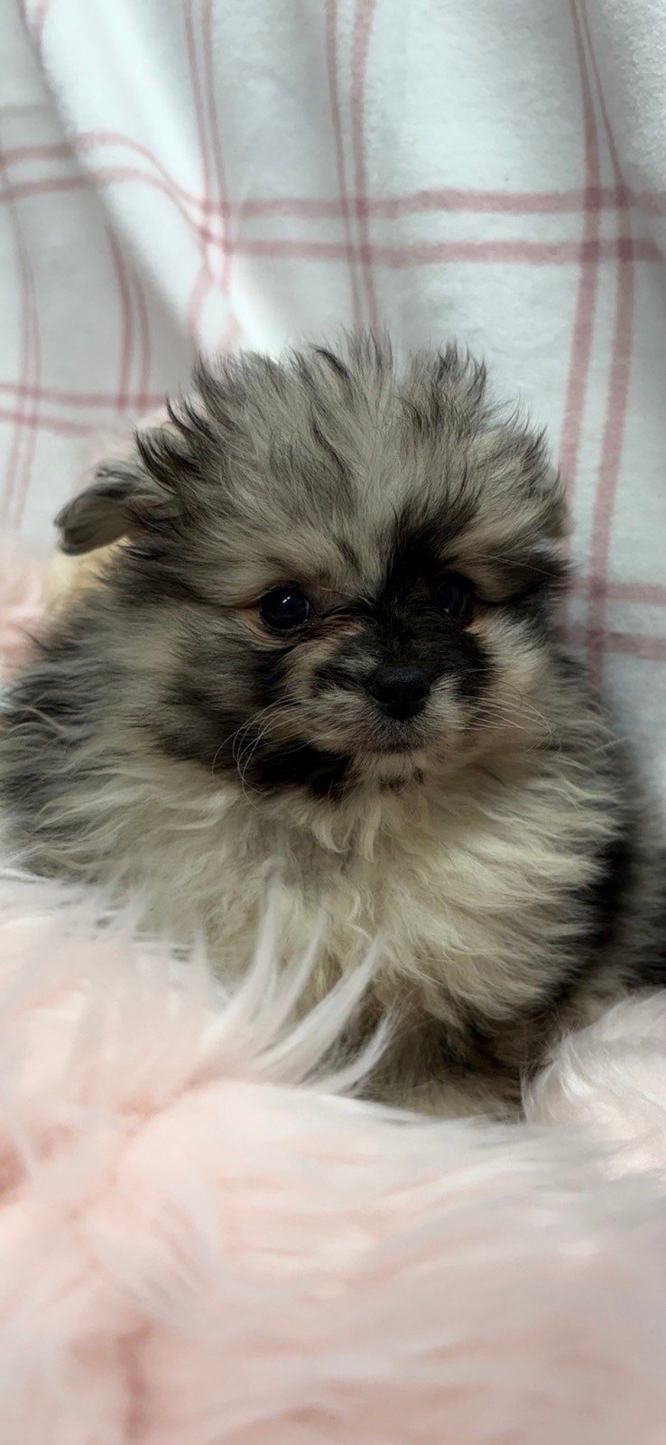 Ready to add a bundle of joy to your life? | Dogs & Puppies for Rehoming | Barrie | Free local ...